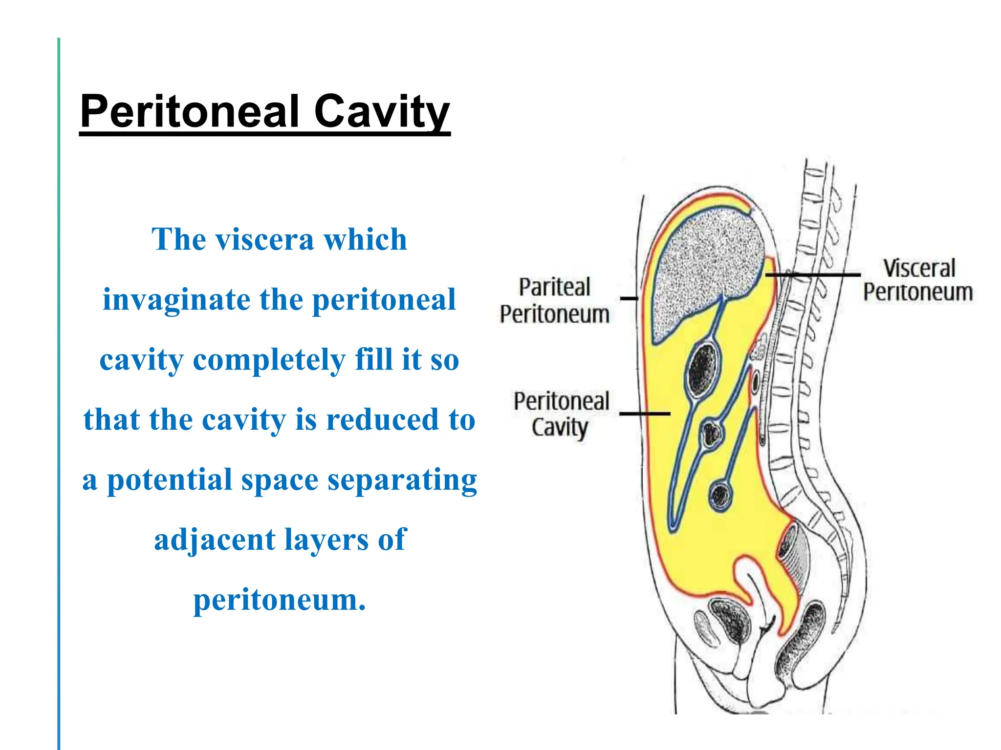 Peritoneum & Abdominal cavity .pptx