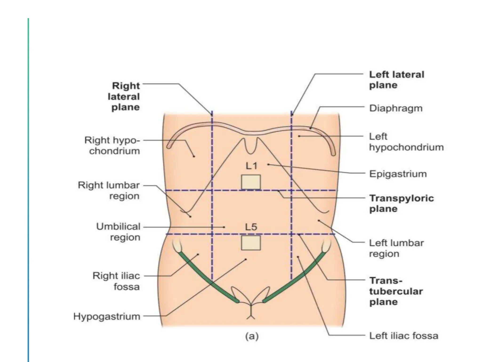 Peritoneum And Abdominal Cavity Pptx