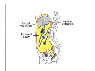 Peritoneum Abdominal Cavity Pptx