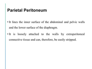 Peritoneum & Abdominal cavity .pptx