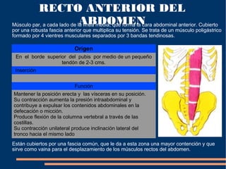 Abdominales | ODP