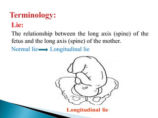 Abdominal examinationAbdominal examination | PPT
