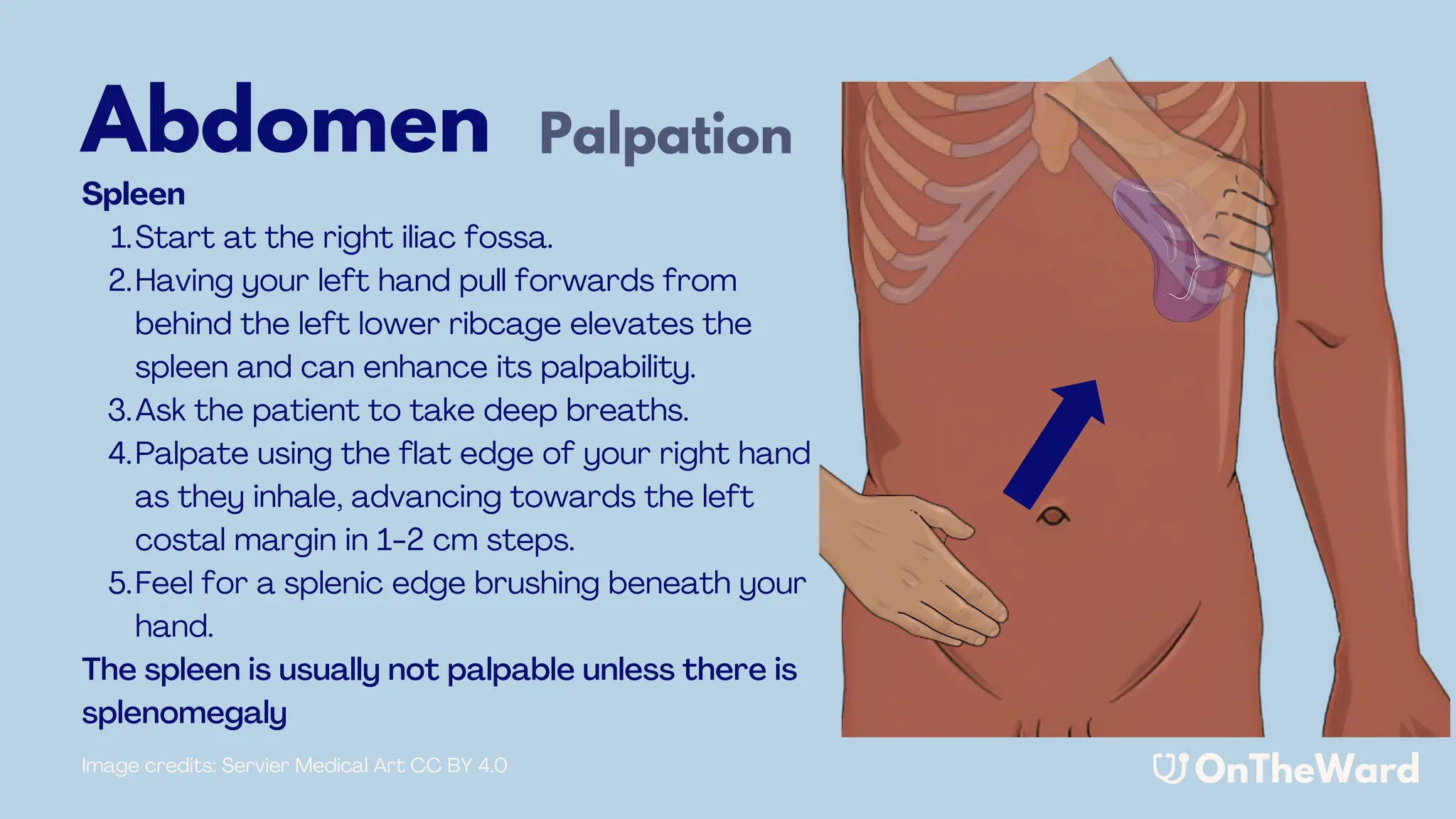 Abdominal Examination PowerPoint (OnTheWard.com)) | PDF