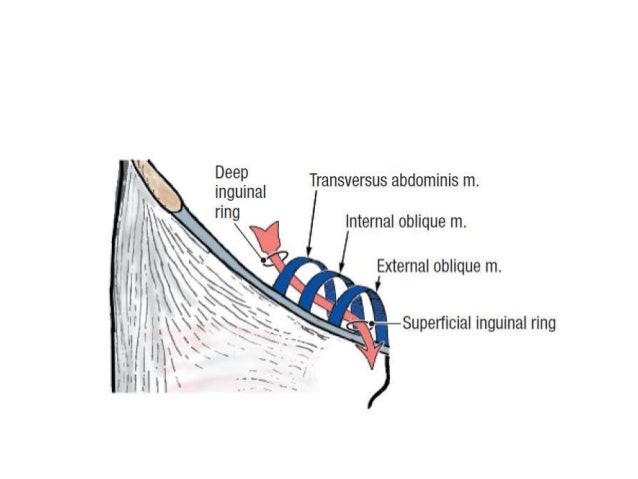 Ilioinguinal Nerve Inguinal Canal