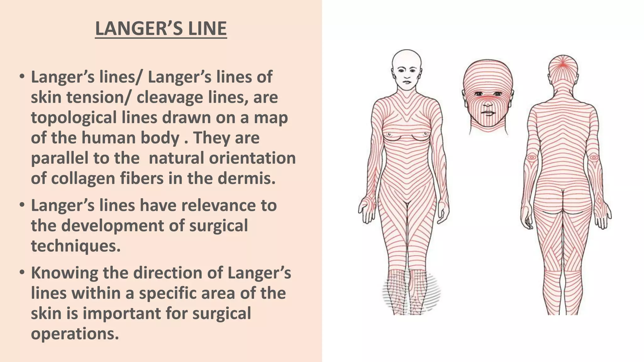 SURGICAL INCISIONS ON ABDOMINAL WALL | PDF
