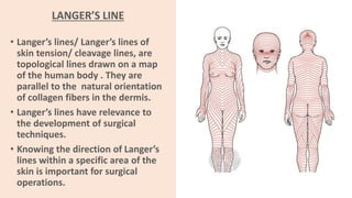 Surgical Incisions On Abdominal Wall Pdf