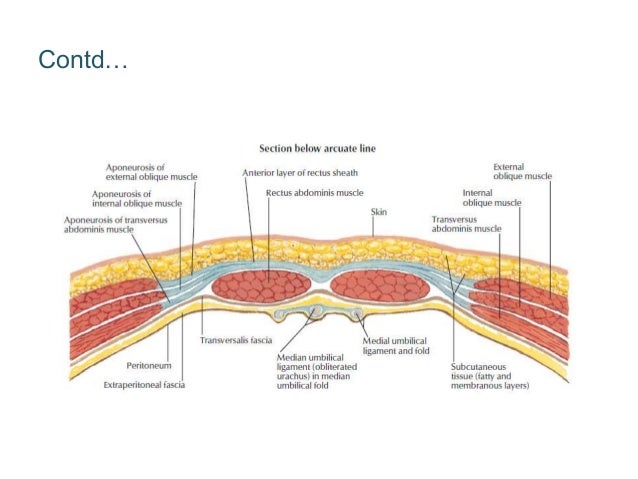 Abdominal wall: incisions and closures