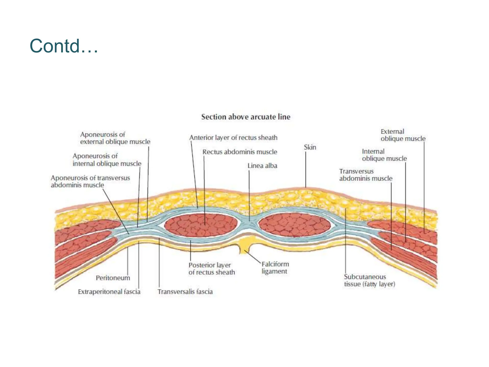 abdominal incisions wall anatomy and other | PPT