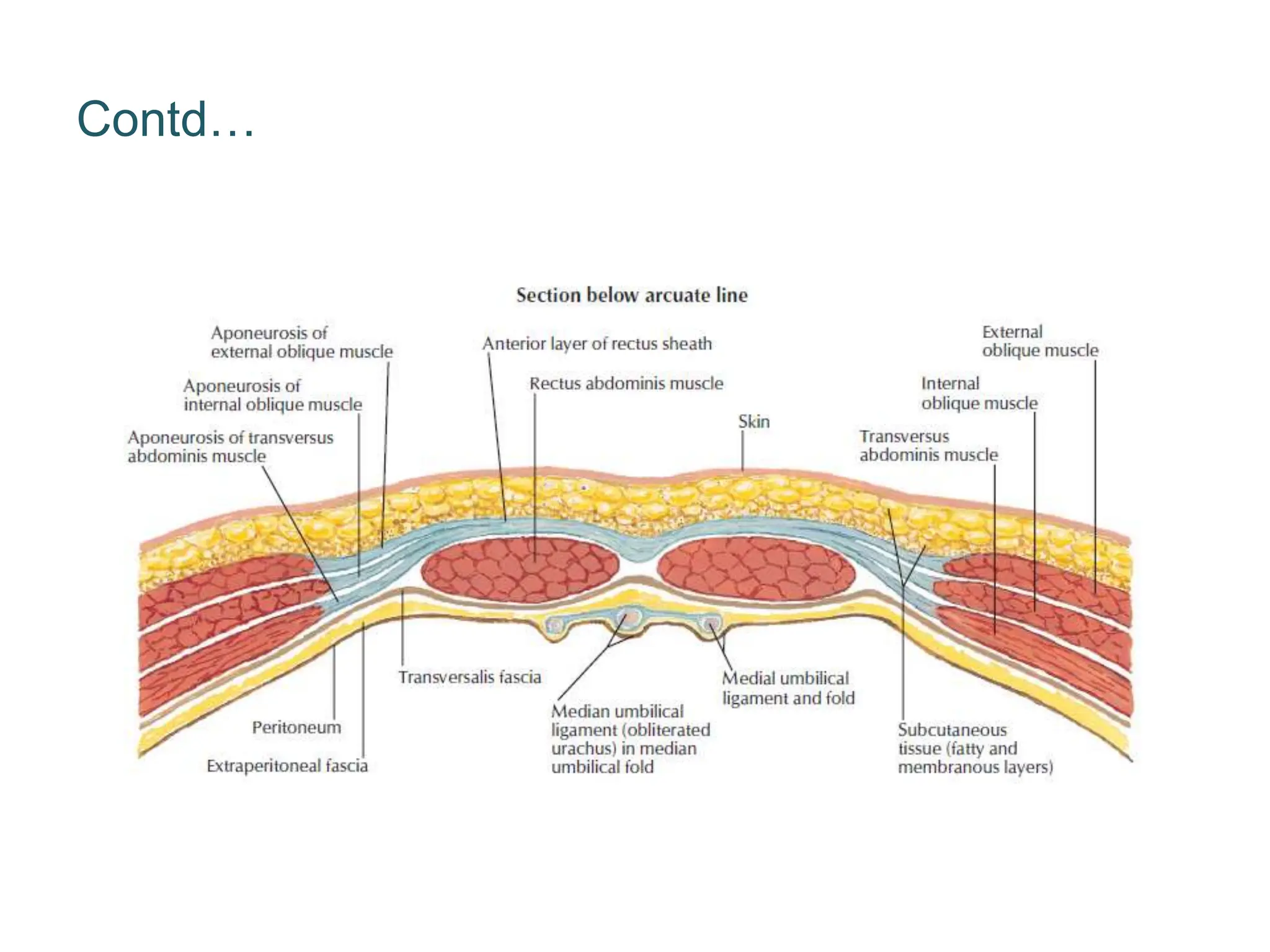 abdominal incisions wall anatomy and other | PPT
