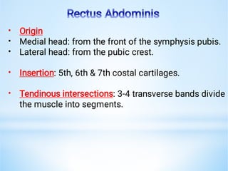 Abdominal Muscles (Ant. & Post).pdf anatomy | PDF
