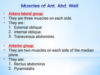Abdominal Muscles (Ant. & Post).pdf anatomy | PDF