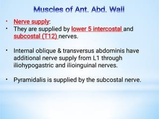 Abdominal Muscles (Ant. & Post).pdf anatomy | PDF