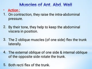 Abdominal Muscles (Ant. & Post).pdf anatomy | PDF