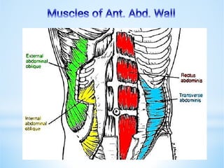 Abdominal Muscles (Ant. & Post).pdf anatomy | PDF
