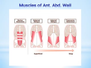Abdominal Muscles (Ant. & Post).pdf anatomy | PDF