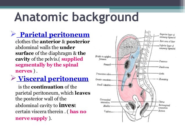 Visceral Peritoneum Vs Parietal Peritoneum Peritoneum Anatomy