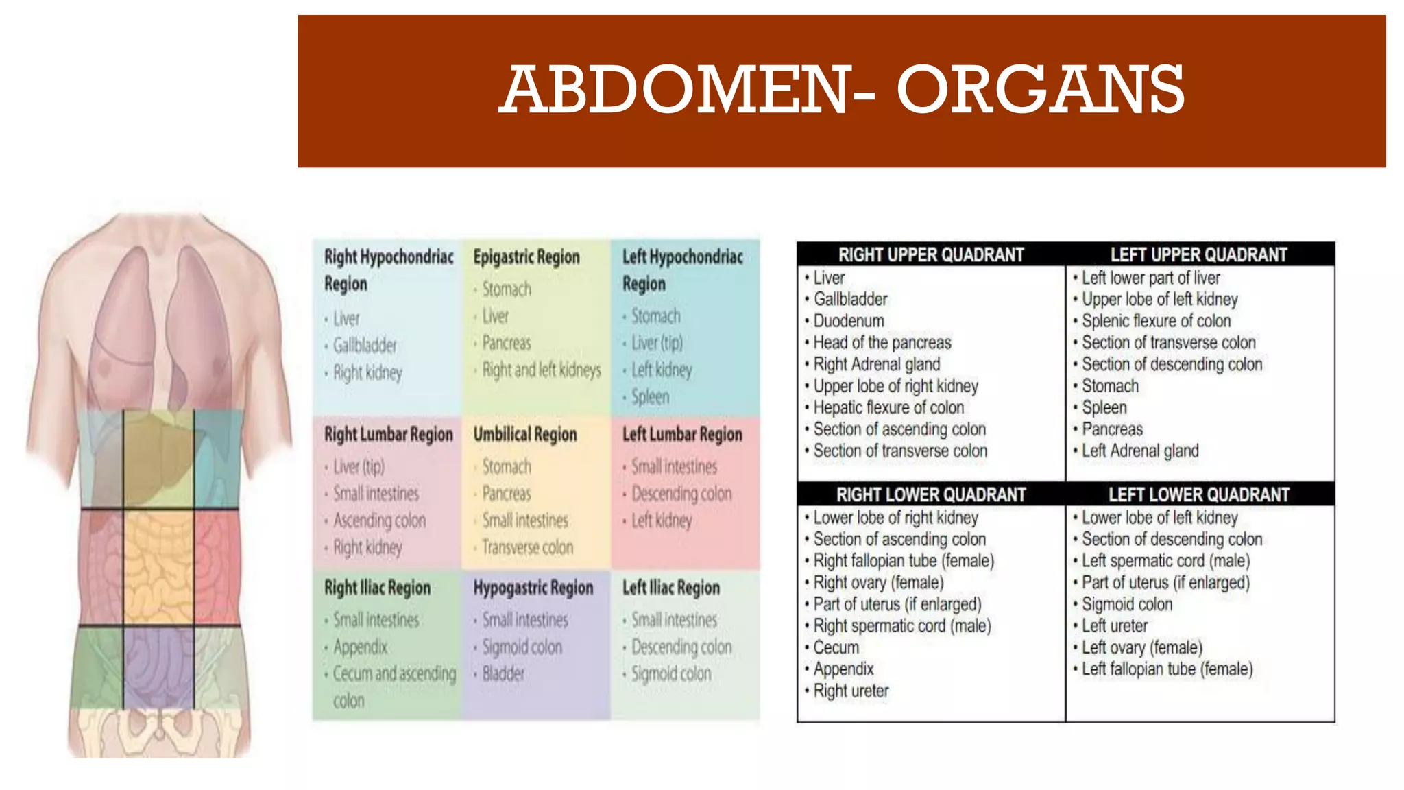 Abdominal pain- all quadrants- case based learning | PDF