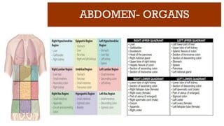 Abdominal pain- all quadrants- case based learning | PDF