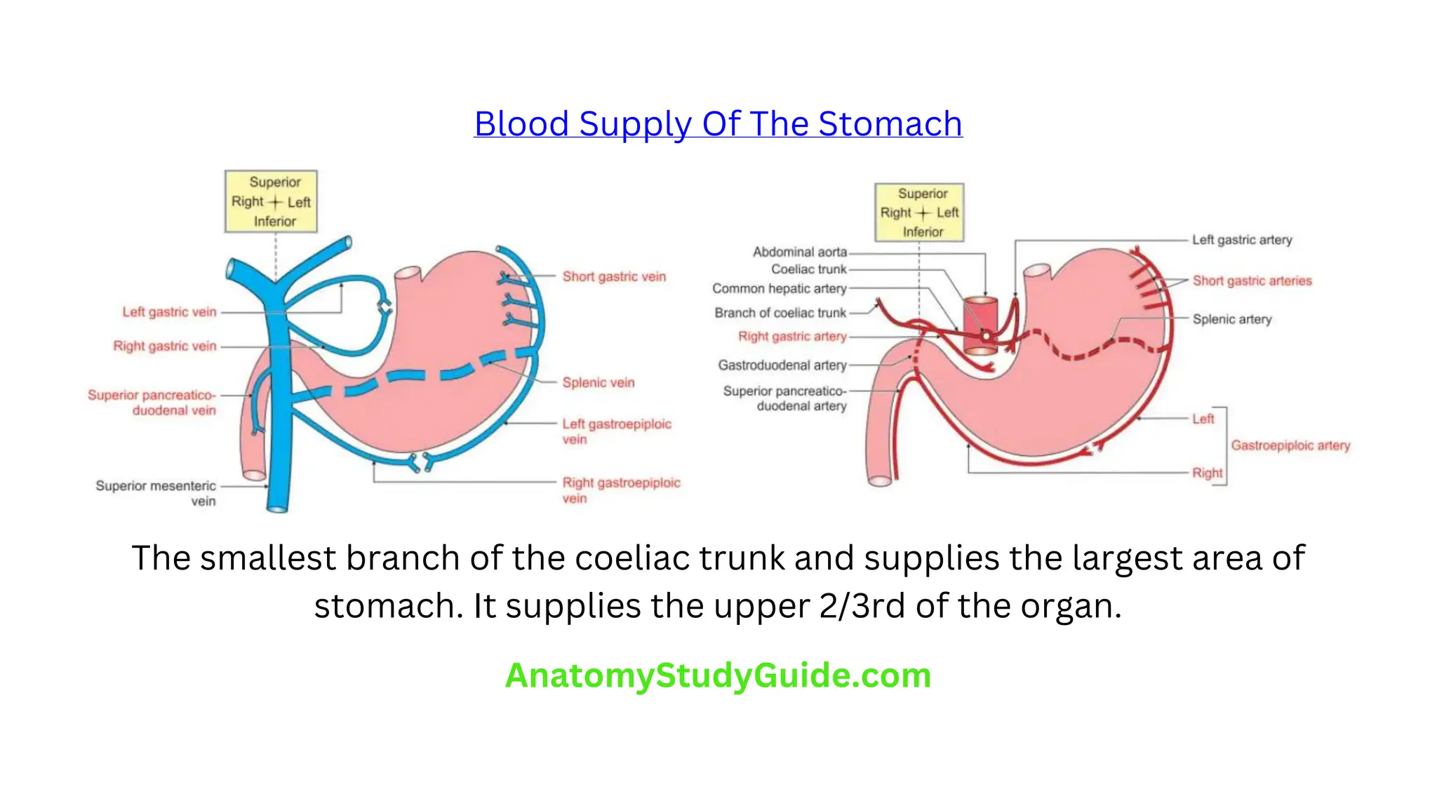 Abdominal Part of Oesophagus and Stomach | PPTX