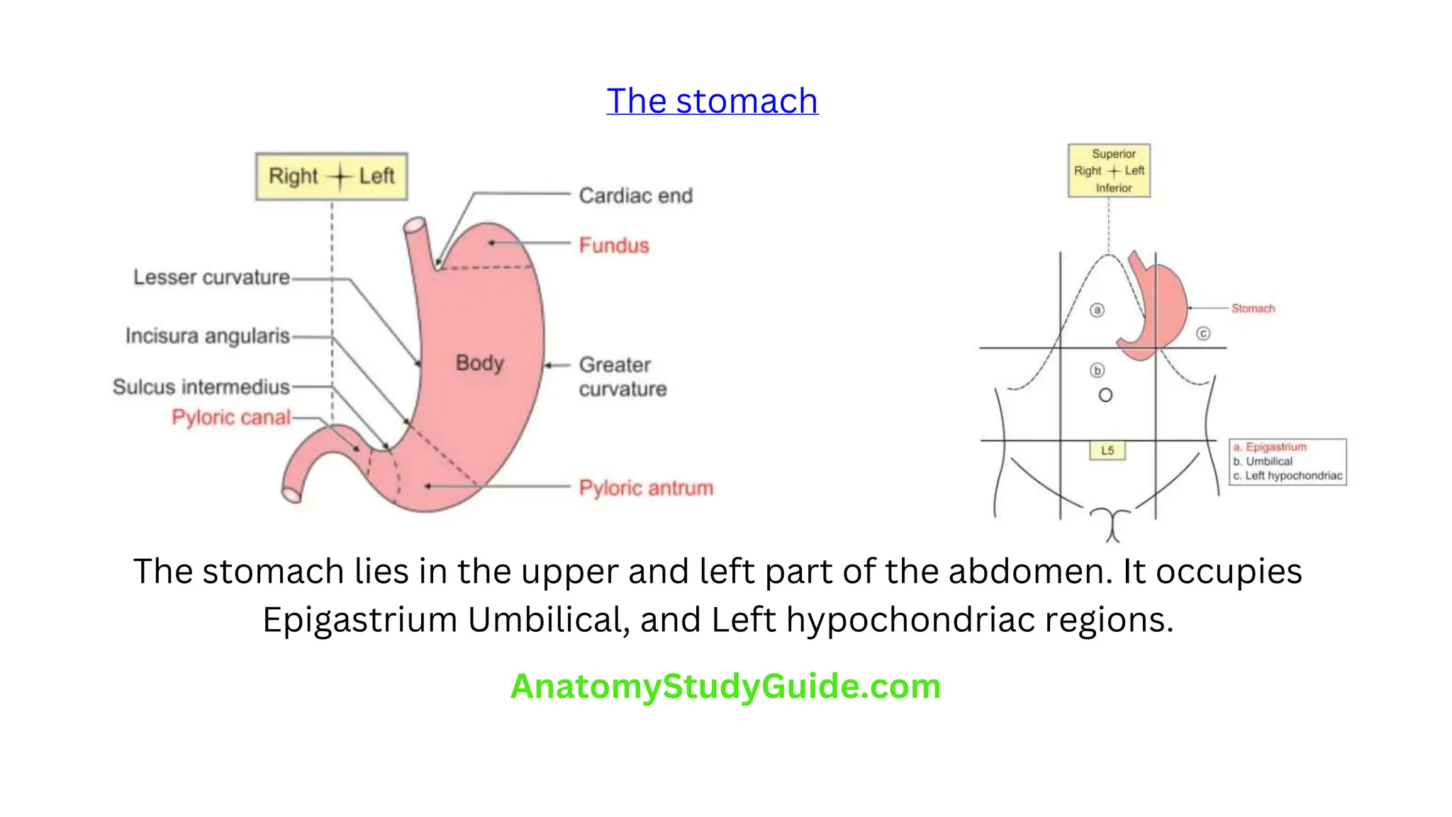 Abdominal Part of Oesophagus and Stomach | PPTX