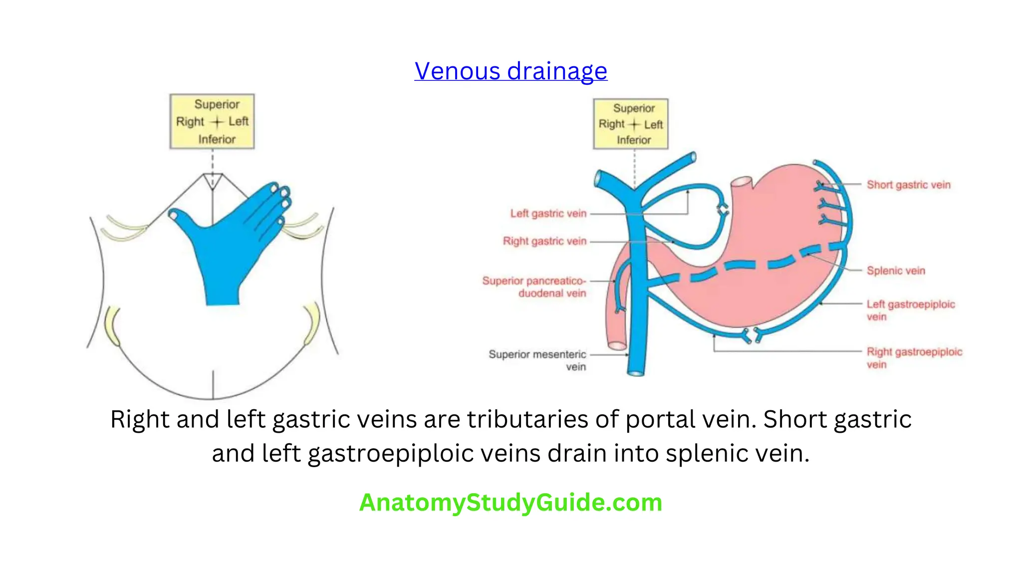 Abdominal Part of Oesophagus and Stomach | PPTX