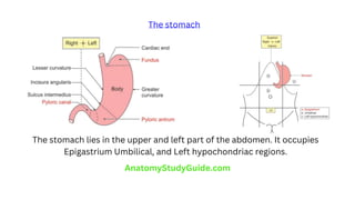 Abdominal Part of Oesophagus and Stomach | PPTX