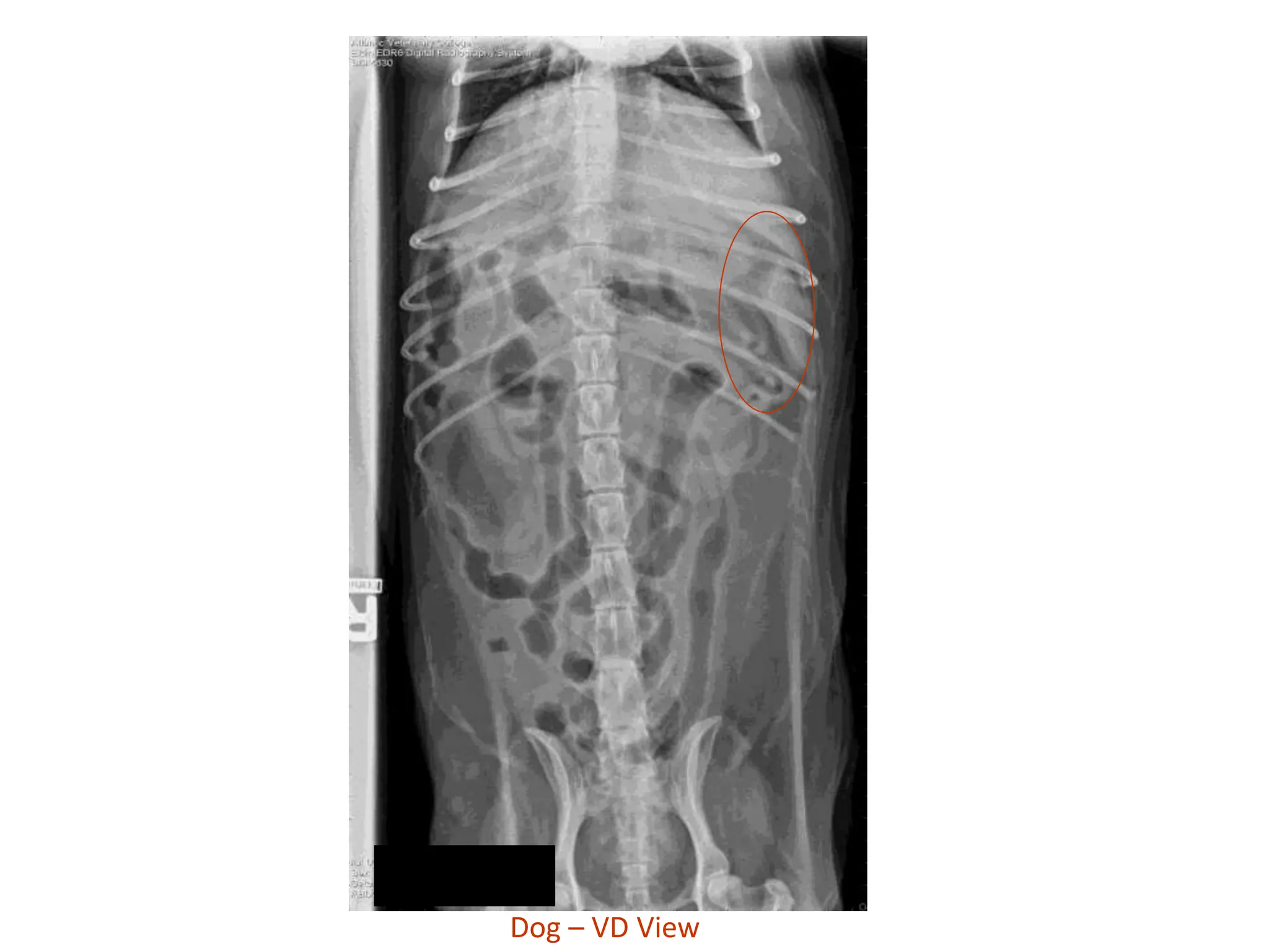 abdominal radiography with its pectoral demonstration.pptx