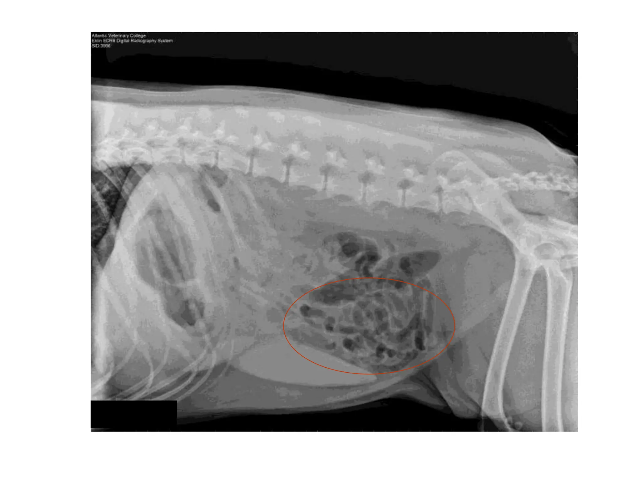 abdominal radiography with its pectoral demonstration.pptx | Digestive ...