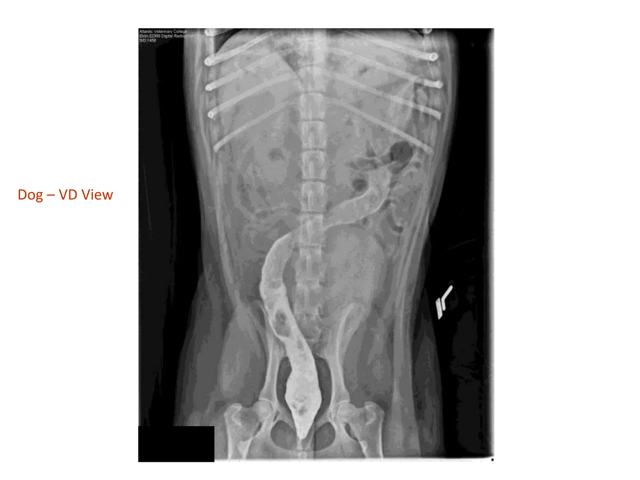 abdominal radiography with its pectoral demonstration.pptx