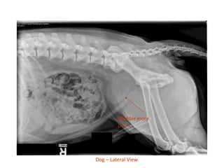 abdominal radiography with its pectoral demonstration.pptx