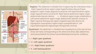 abdominal region.pptx2828838384848848488383 | PPTX