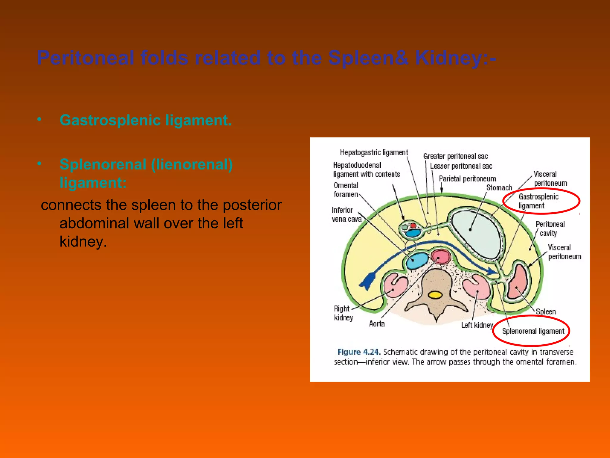 Radiological anatomy of abdominal spaces ...pathway of tumor and ...