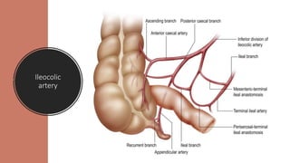 Abdominal vasculature.pptx