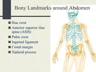 Abdominal wall | PPT