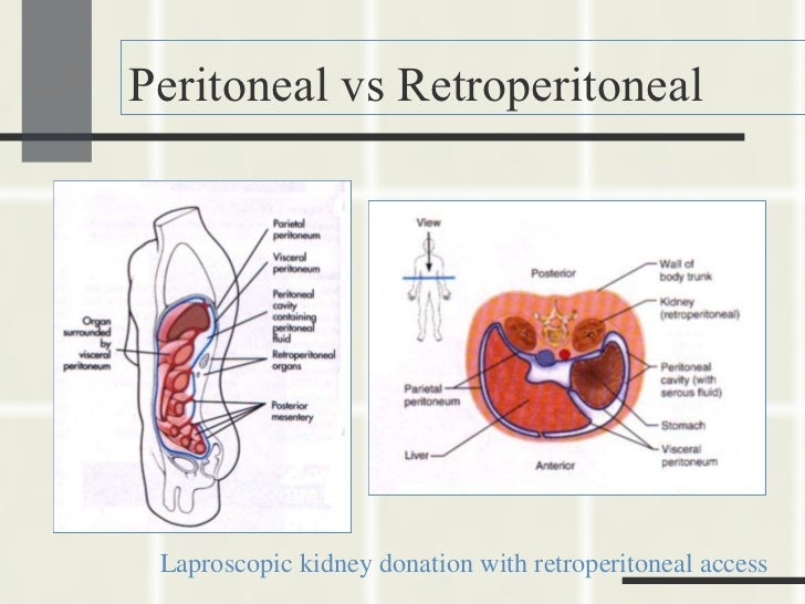 Abdominal wall