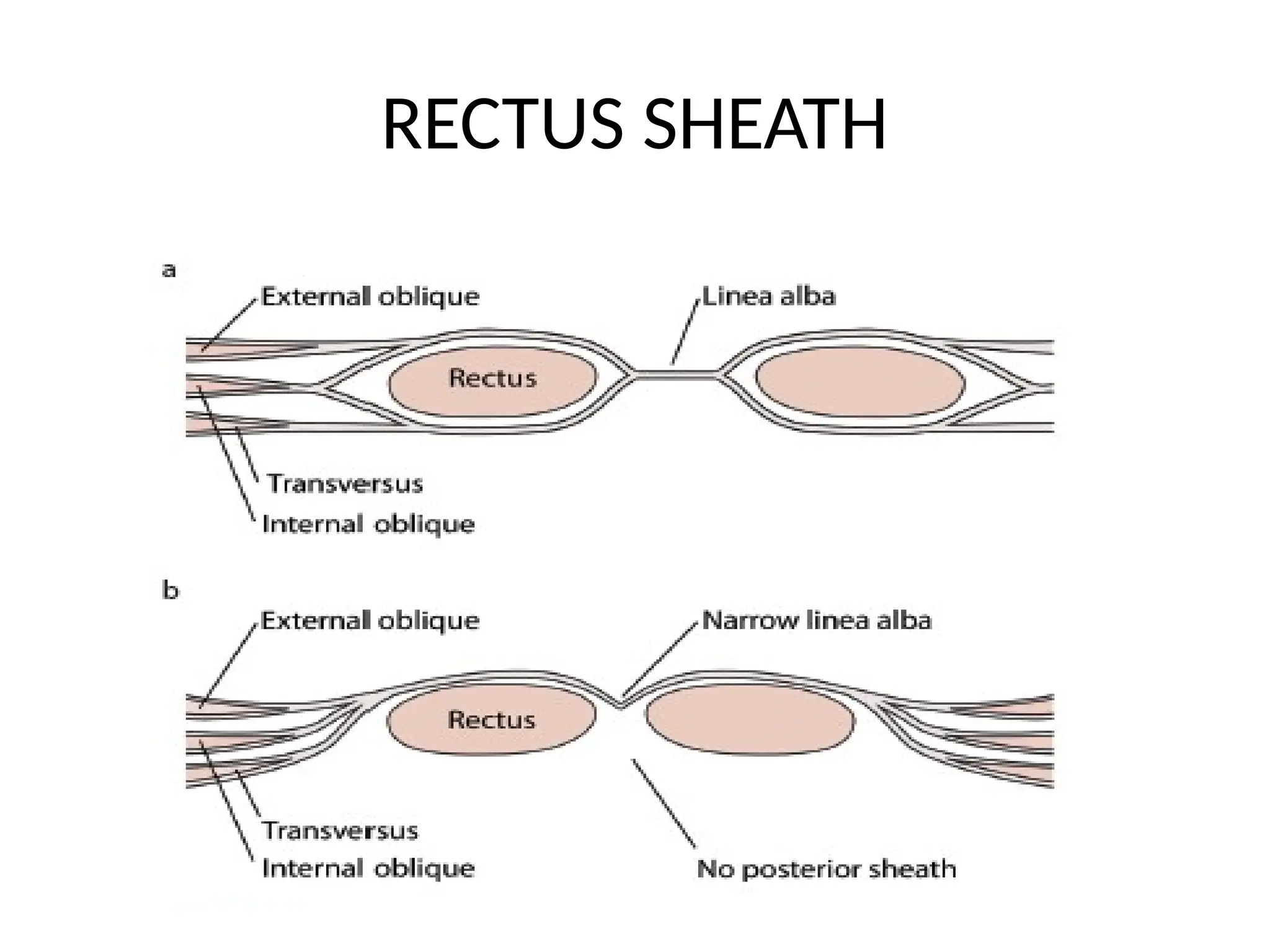 ABDOMINAL WALL anatomy, anatomy of the abdominal wall | PPTX