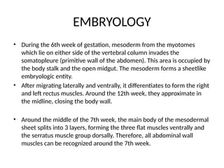 ABDOMINAL WALL anatomy, anatomy of the abdominal wall | PPT
