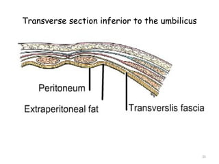 Abdominal wall.pptx and anatomy slides ep | PPTX