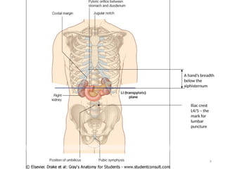 Abdominal wall.pptx and anatomy slides ep | PPTX
