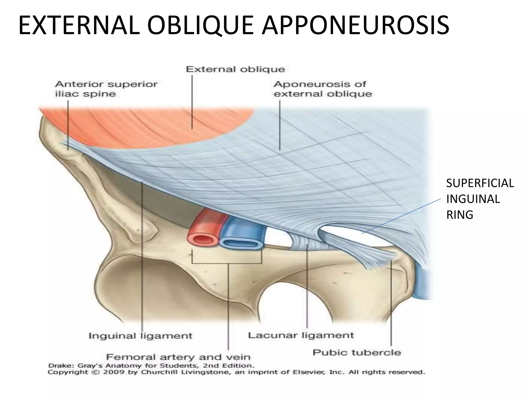 Abdominal wall anatomy and its clinical importance | PPTX