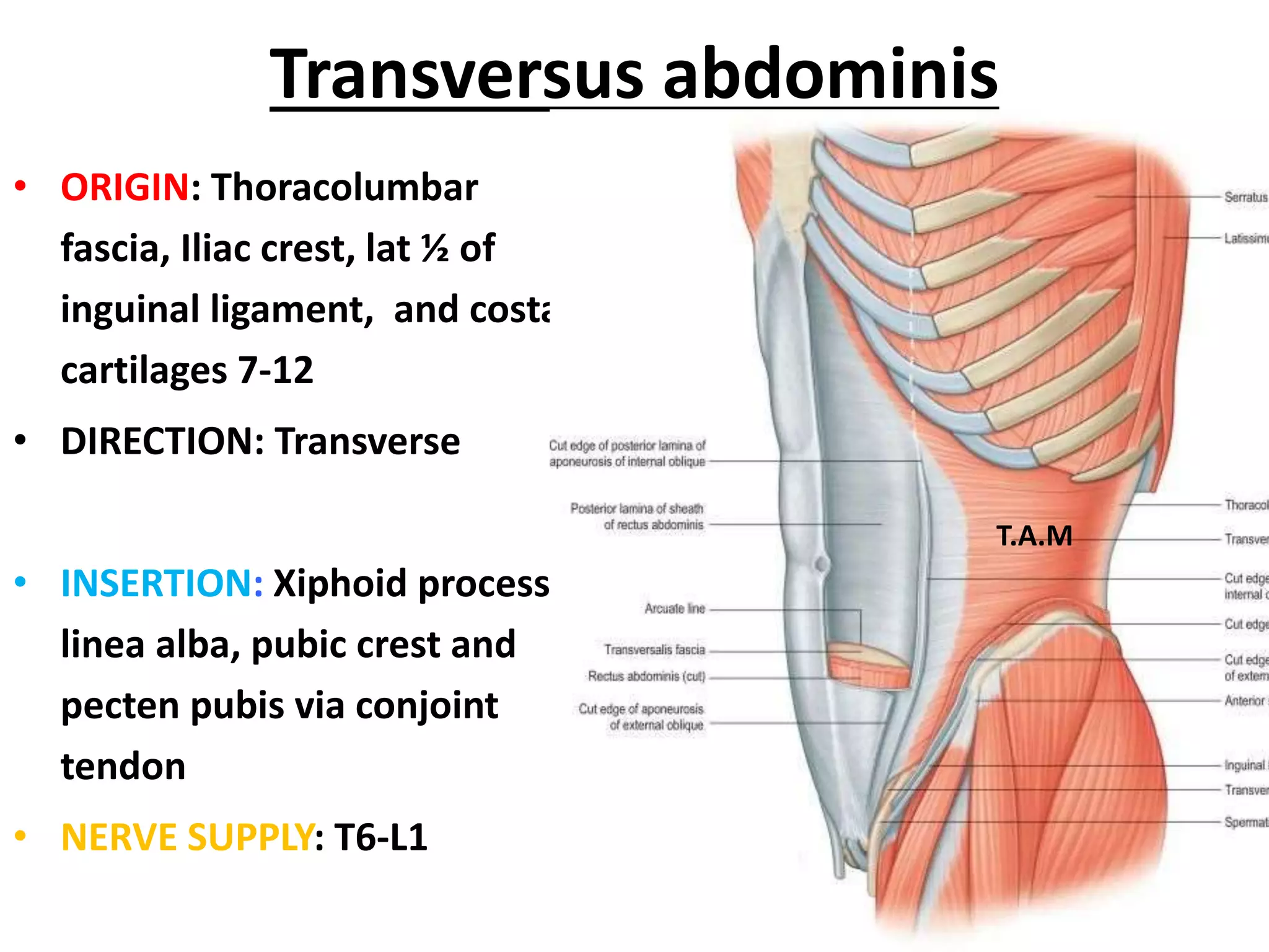 Abdominal wall anatomy and its clinical importance | PPTX