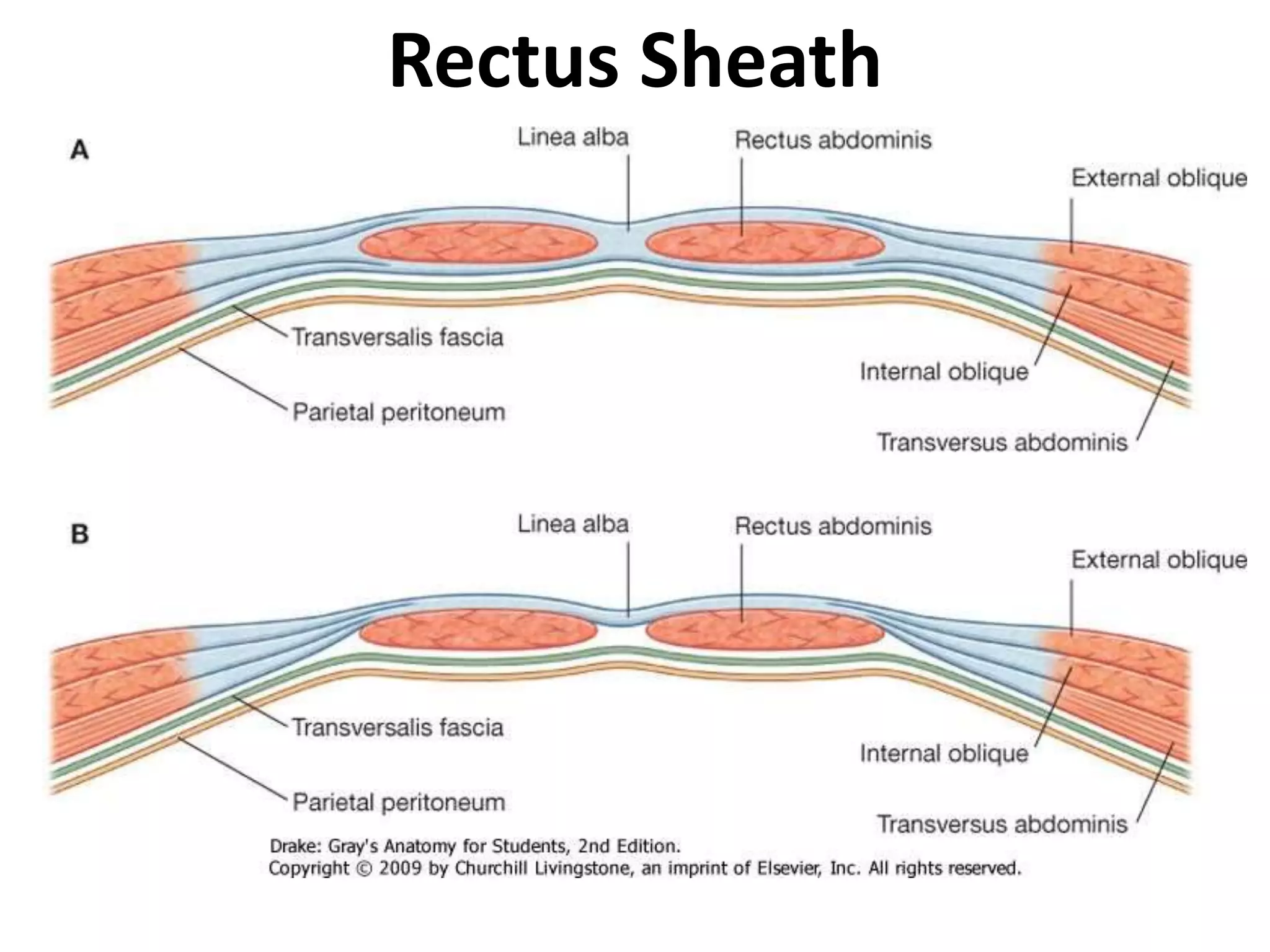 Abdominal wall anatomy and its clinical importance | PPTX