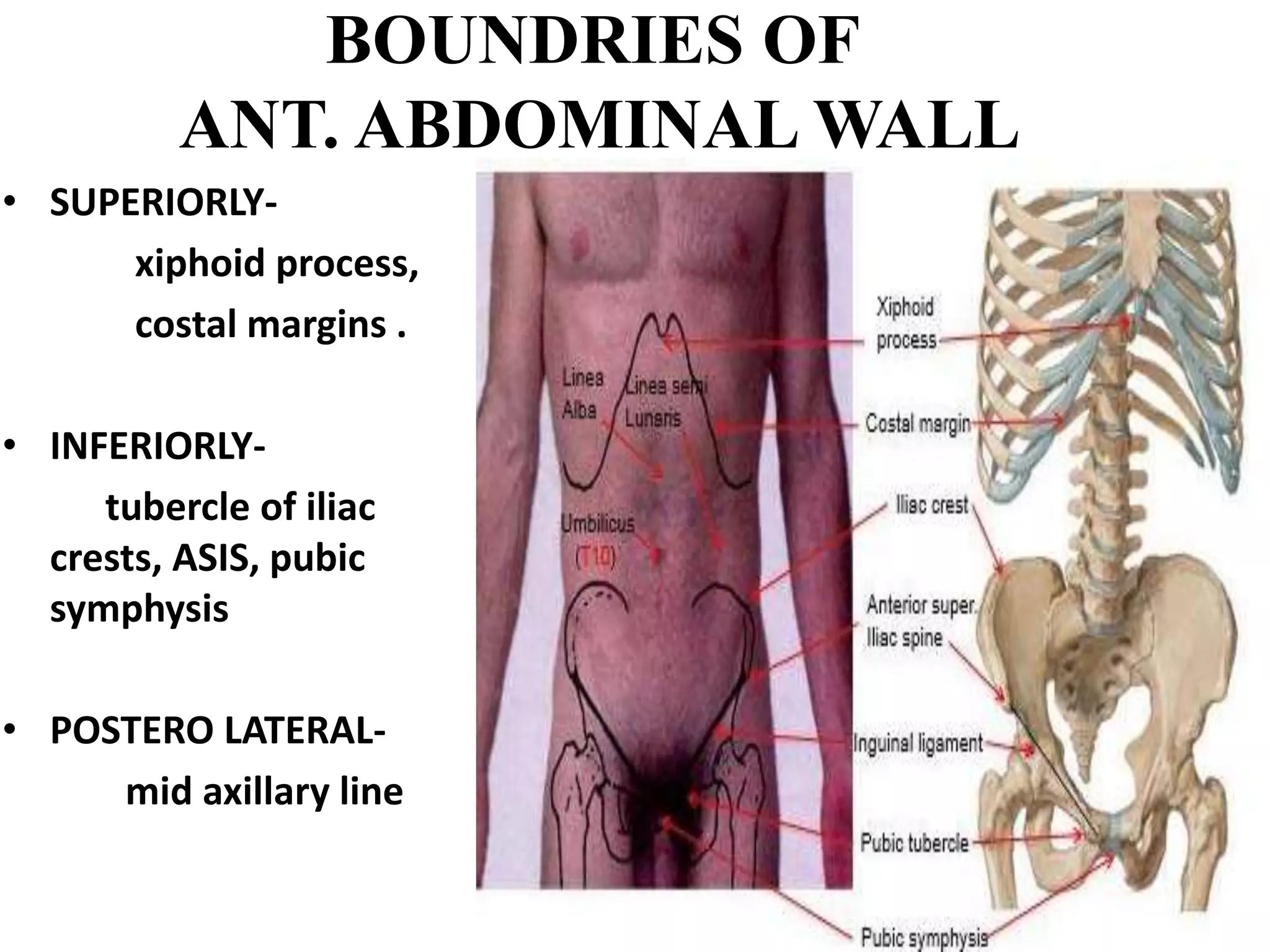 Abdominal wall anatomy and its clinical importance | PPTX