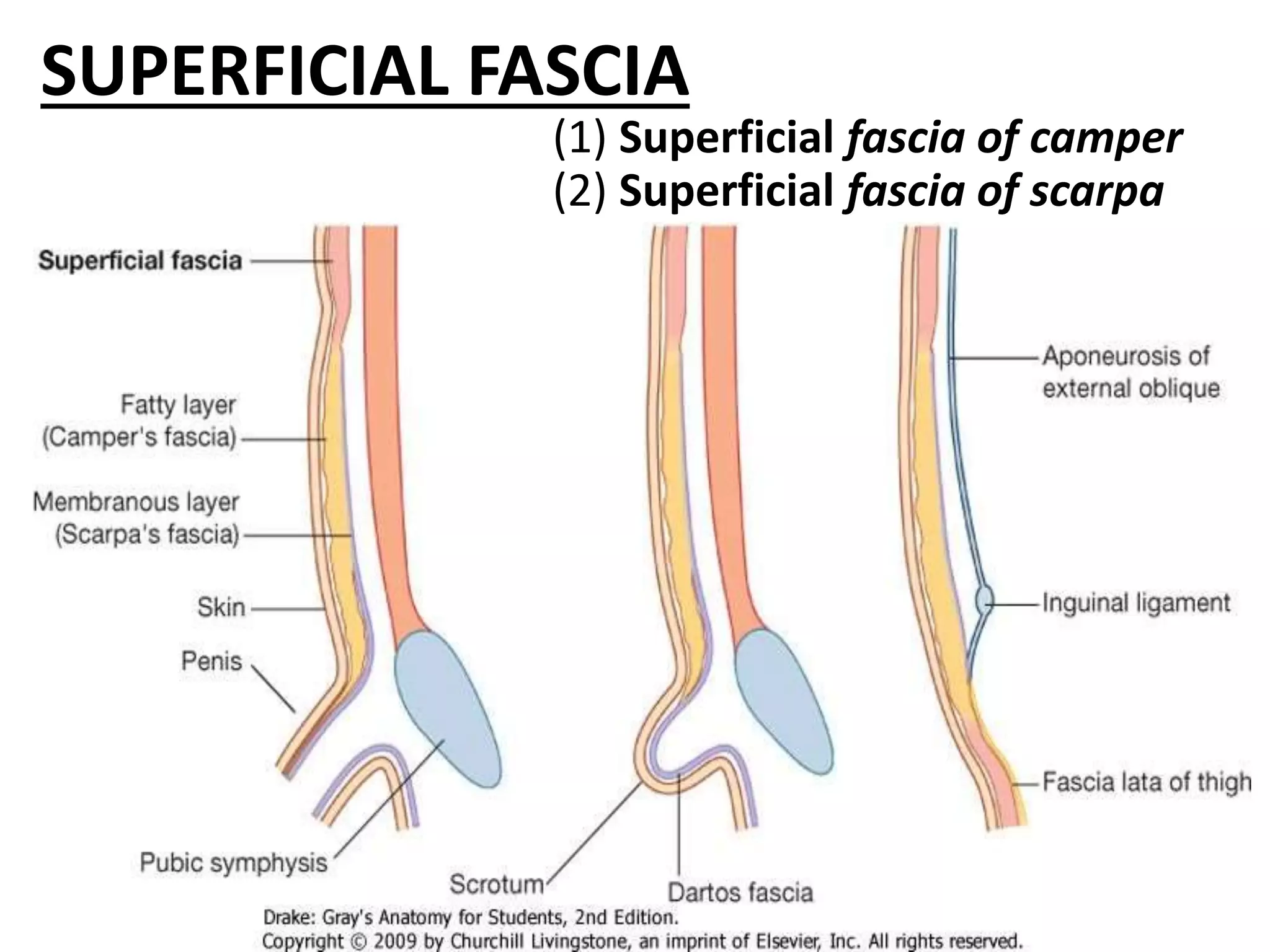 Abdominal wall anatomy and its clinical importance | PPTX