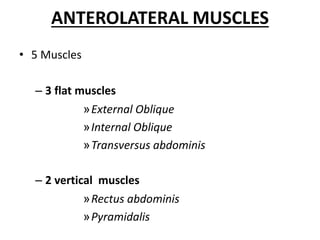 Abdominal wall anatomy and its clinical importance | PPTX