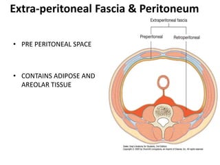 Abdominal wall anatomy and its clinical importance | PPTX