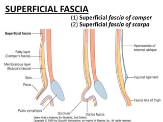 Abdominal wall anatomy and its clinical importance | PPTX