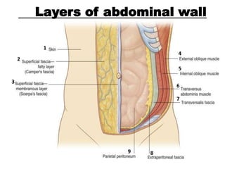 Abdominal Wall Anatomy And Its Clinical Importance Ppt