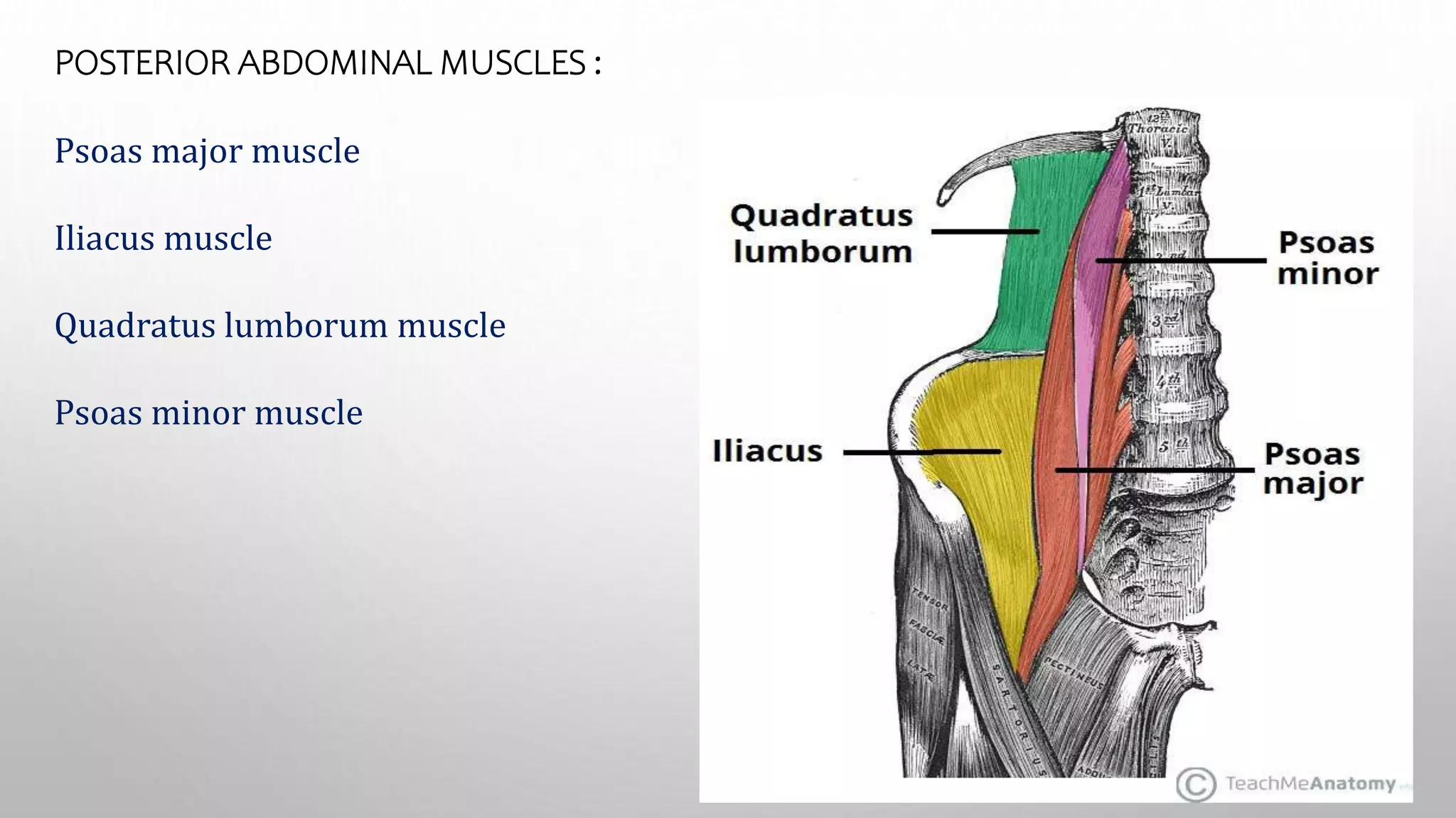 ABDOMINAL WALL ANATOMY.pptx