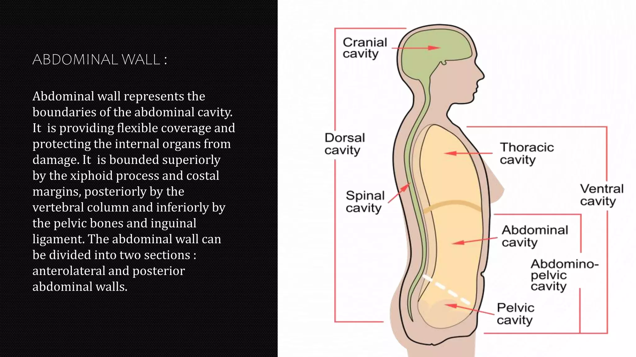 ABDOMINAL WALL ANATOMY.pptx